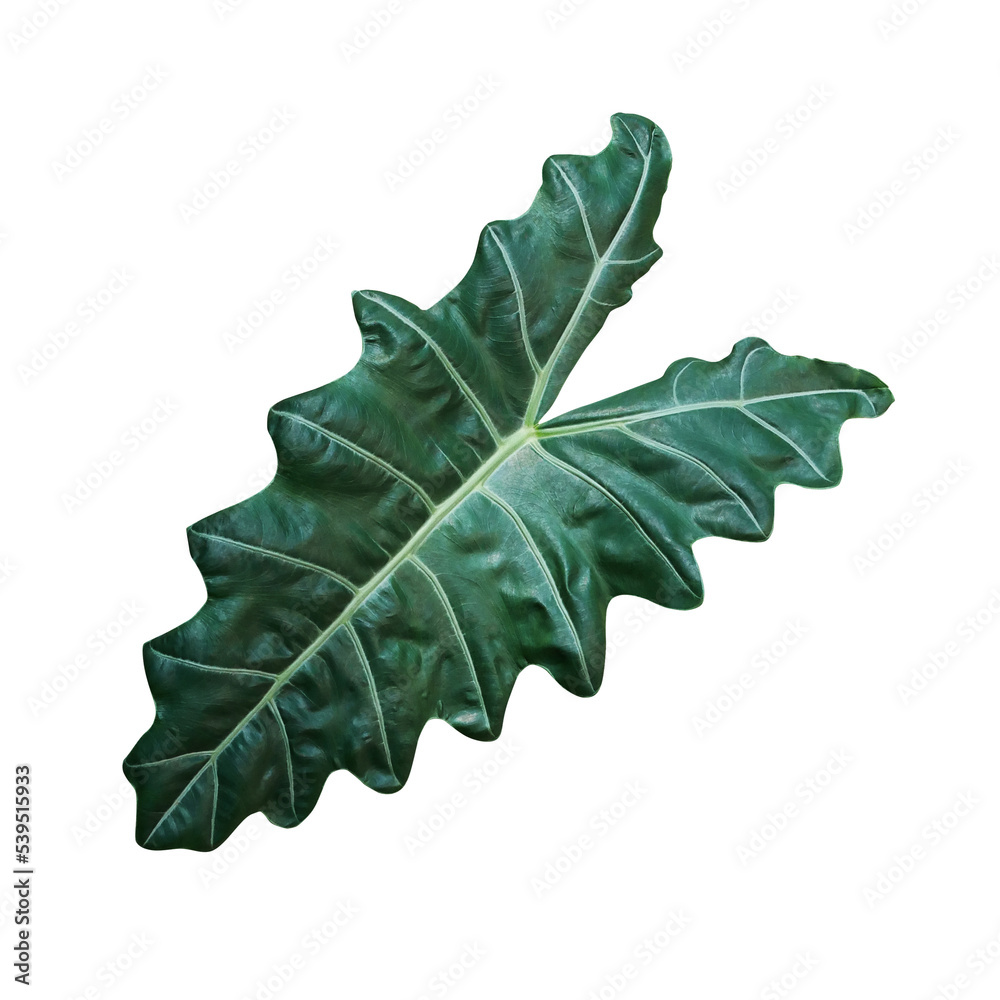 Heart shaped dark green leaf of Alocasia Elephant ear plant tropical ...