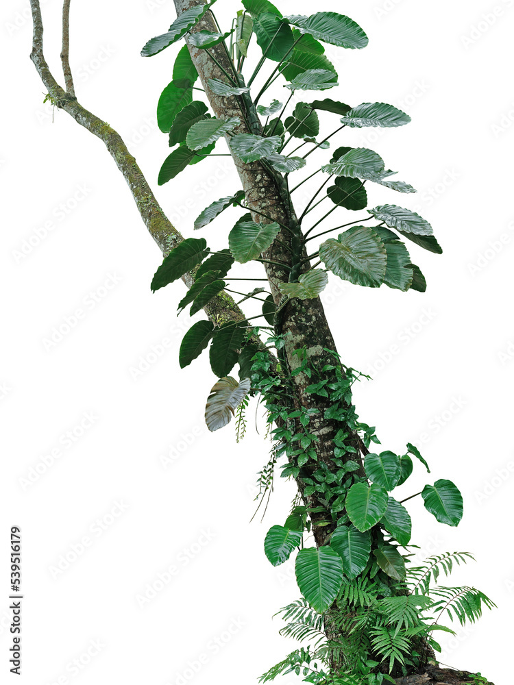 Tropical jungle tree trunk with various types of climbing forest plants ...