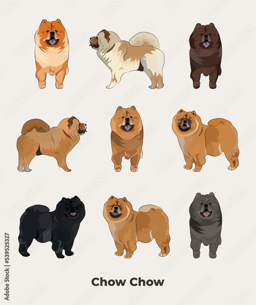 Chow Chow drawing. Cute dog characters in various poses, designs for ... Chow Chow drawing. Cute dog characters in various poses, designs for ...