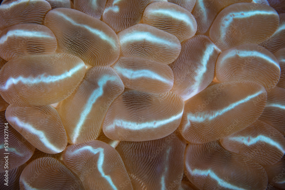 Detail of a bubble coral, Plerogyra sinuosa, growing on a coral reef in ...