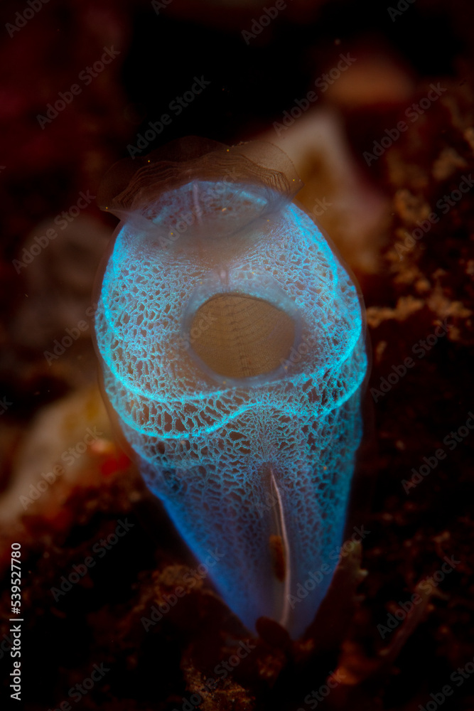A small, fragile tunicate, Rhopalaea sp., grows on a coral reef in ...