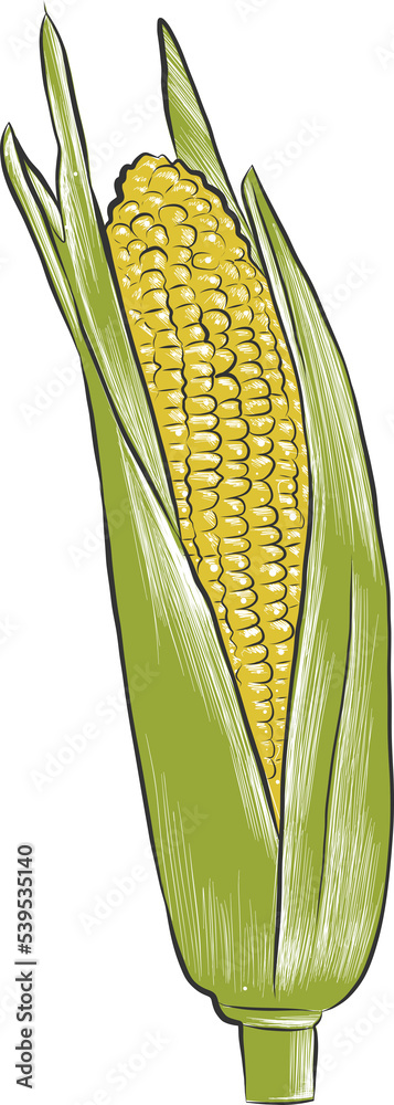 PNG engraved style illustration for posters, decoration and print. Hand ...