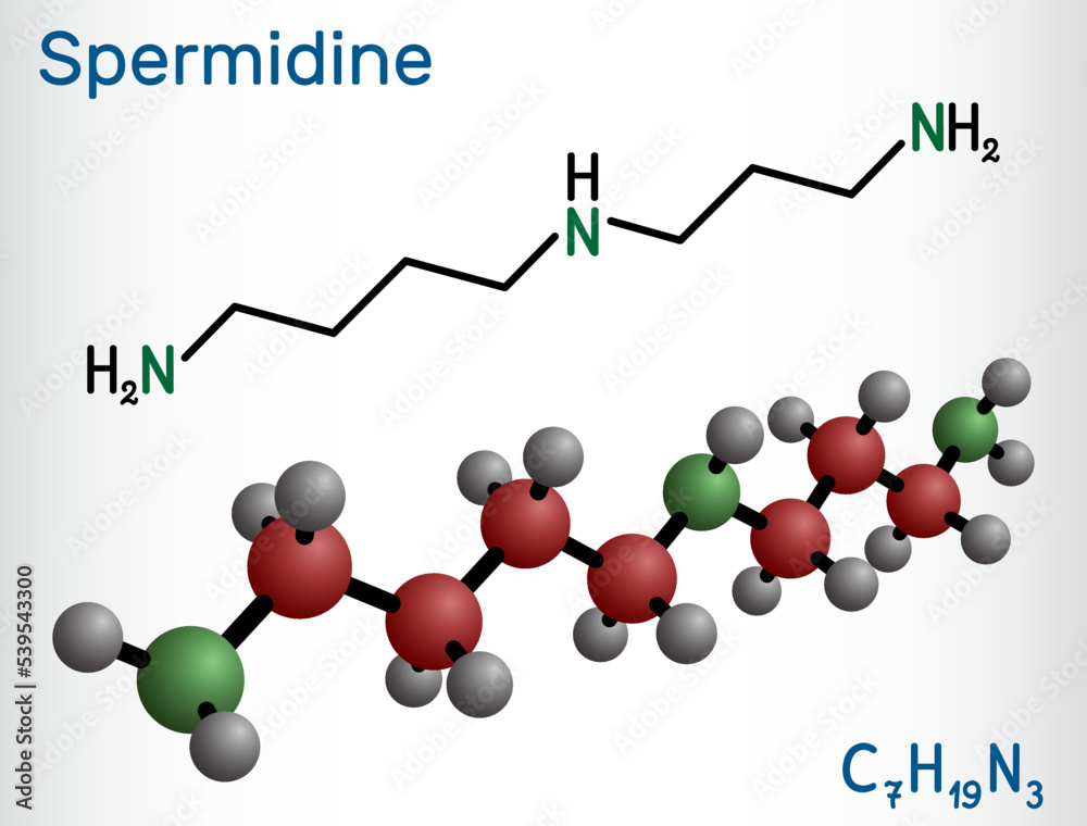 Spermidine molecule. It is triamine, polyamine formed from putrescine ...