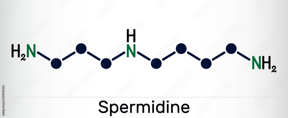 Spermidine molecule. It is triamine, polyamine formed from putrescine ...