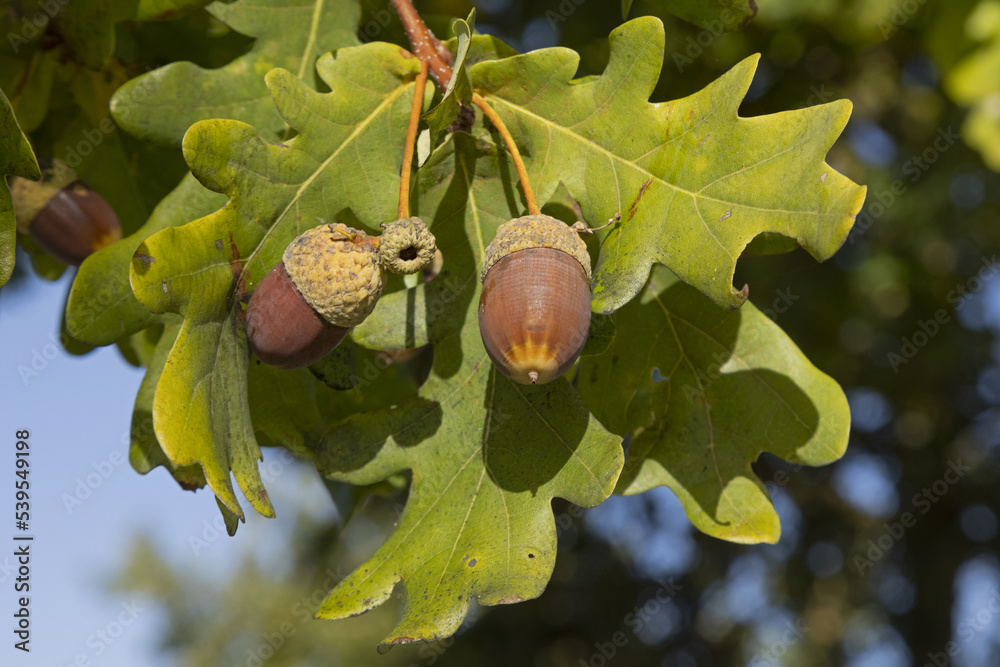 Feuilles de chêne et glands en automne Stock Photo | Adobe Stock