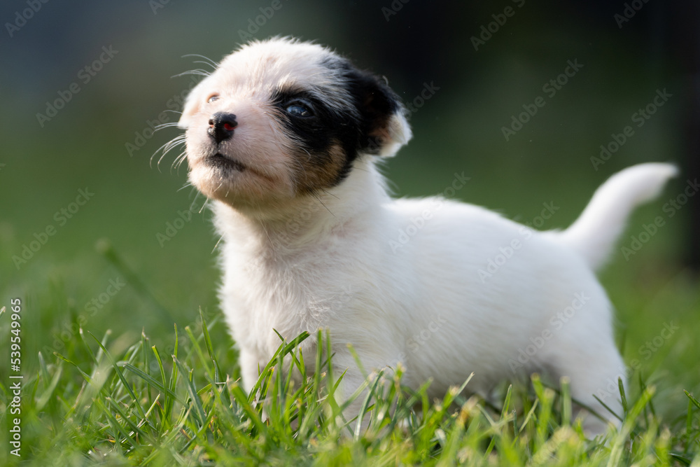 Szczeniaki jack russell terrier, rasowe kilkutygodniowe pieski w ...