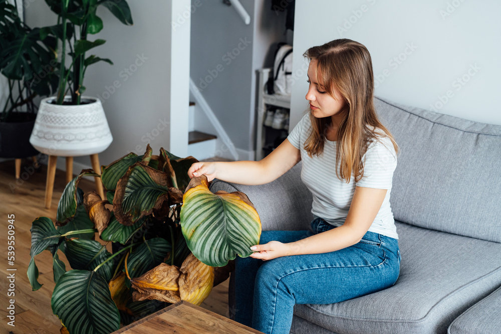 Young upset, sad woman examining dried dead foliage of her home plant ...