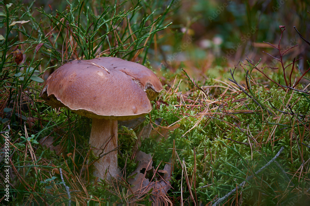 Borowik szlachetny, prawdziwek, wysyp grzybów w jesiennym lesie. Stock ...