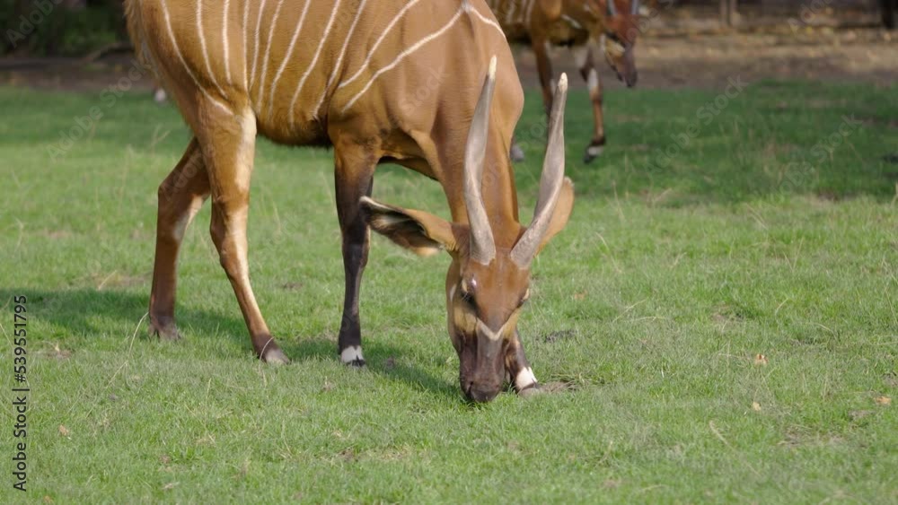 Video Stock Bongo antelope grazes in the meadow. Antelopes in the wild ...