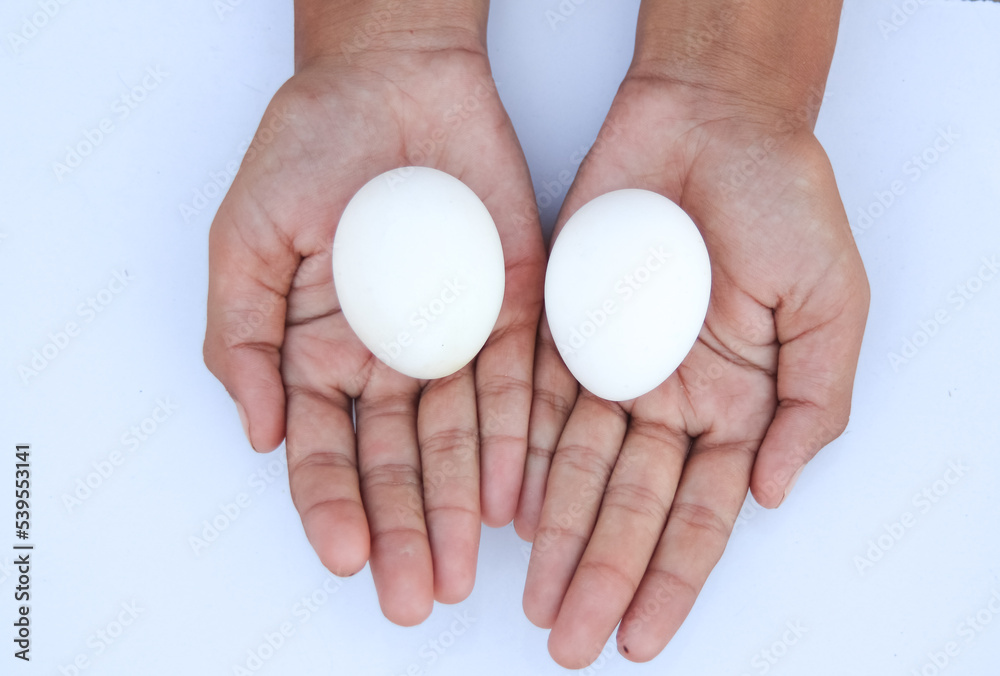 Hen's eggs isolated on girl's hand against white background. White eggs ...