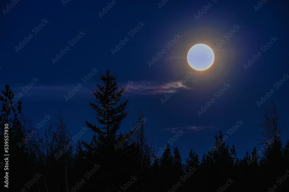 Glowing blurry full Moon above spruce forest top in clear night sky ...