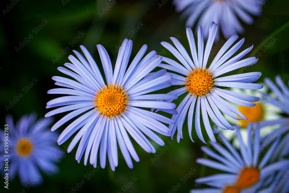 Felicia Amelloides Blue Marguerite