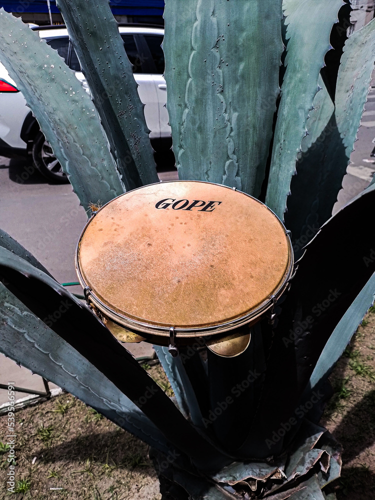 PANDEIRO IN NATIVE PLANT IN BRAZIL, percussion instrument consisting of ...