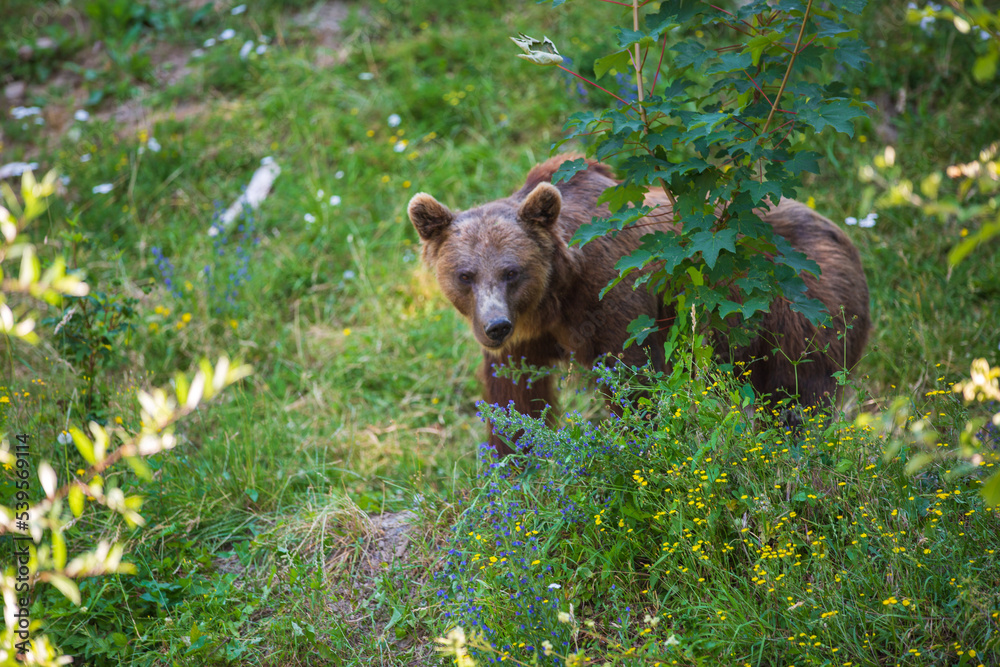 Brown bear in the Bärengraben, or Bear Pit -- a tourist attraction in ...