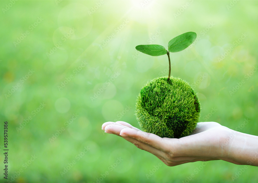 Growing tree on Green Globe in human hand. Green Sunny background with ...