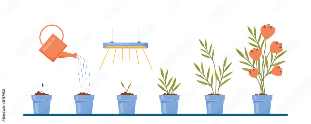 Stage steps of flower. Plant growth metaphor, stages and passage of ...