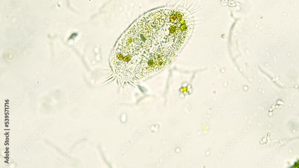 Paramecium ciliate float in the water seen under optical microscope ...