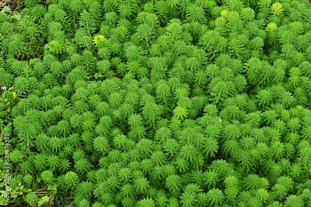 Parrot feather watermilfoil. Haloragaceae perennial emergent plants ...