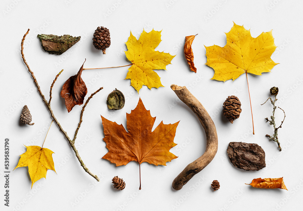 Autumn Nature Items Scene Creator Stock Template | Adobe Stock