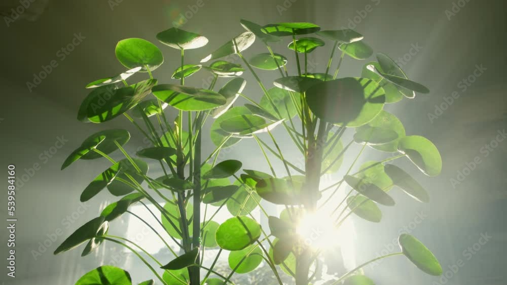 The camera moves through the leaves of Pilea peperomioides. The sun's ...