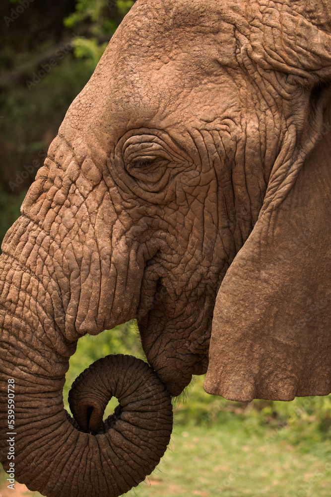 large detailed portrait of a wild elephant living in freedom. The eye ...