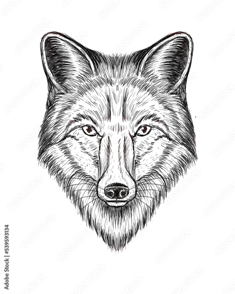 Hand drawn sketch of wolf head. Vector Illustration Stock Illustration ...