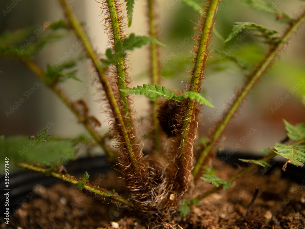 Flora. Closeup view of a Cyathea cooperi fern, also known as Tree Fern ...