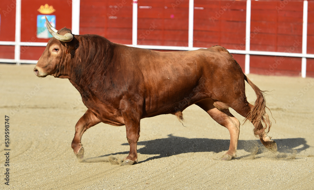 un toro bravo español en una plaza de toros durante un espectaculo de toreo Stock Photo | Adobe ...