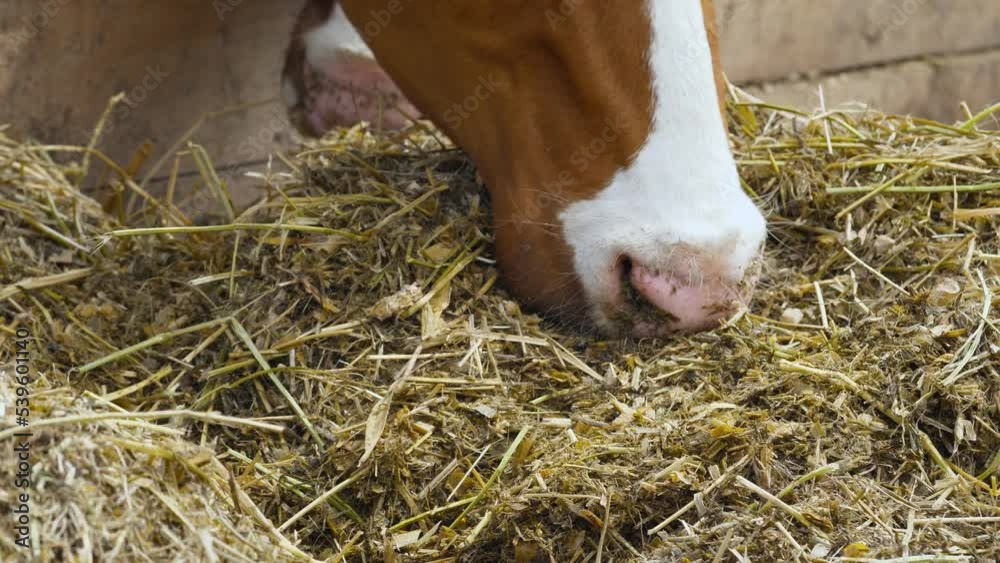 Silage hay for feeding process of brown cows on dairy farm. Mammal ...