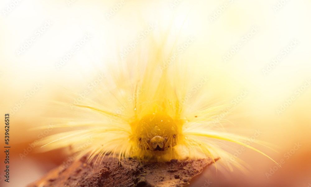 Yellow tussock moth, yellow worm, Yellow furry caterpillar Stock Photo ...