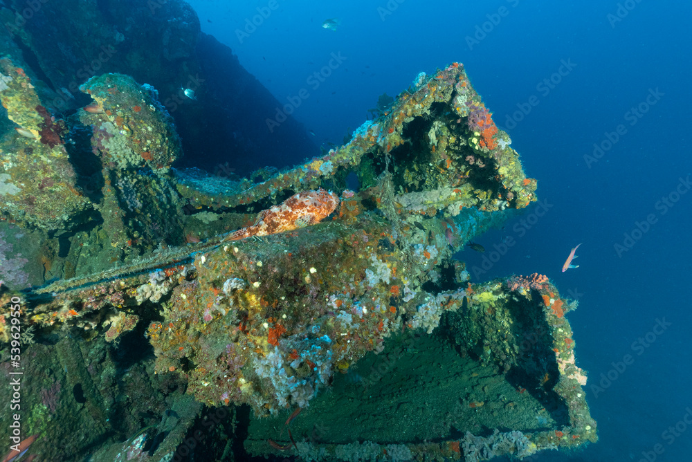 Fotka „Scorfano rosso sul cannone del relitto del Gazzella, corvetta ...