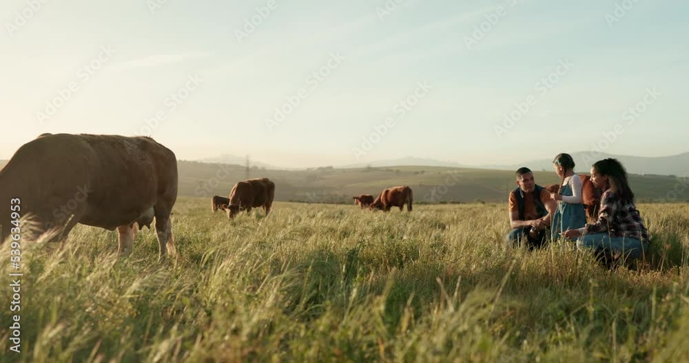 Cattle, cow and farmer with family on a farm bonding, relaxing and ...