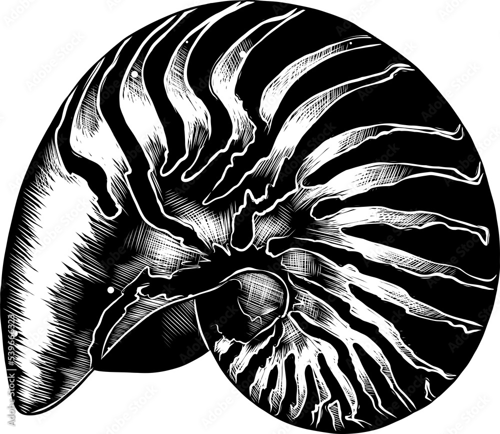 PNG engraved style illustration for posters, decoration and print. Hand ...