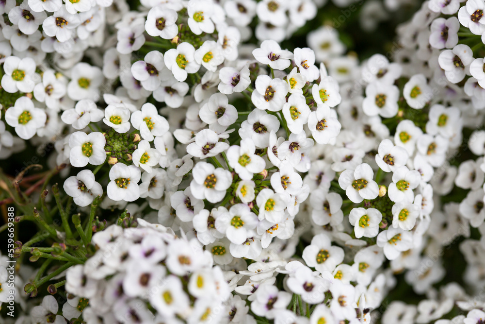 Foto de Lobularia maritima flowers syn. Alyssum maritimum, common name ...