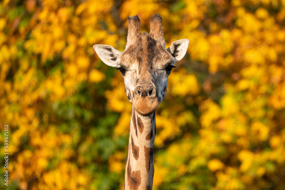 Two Rothschild giraffes, Giraffa camelopardalis rothschildi, against ...