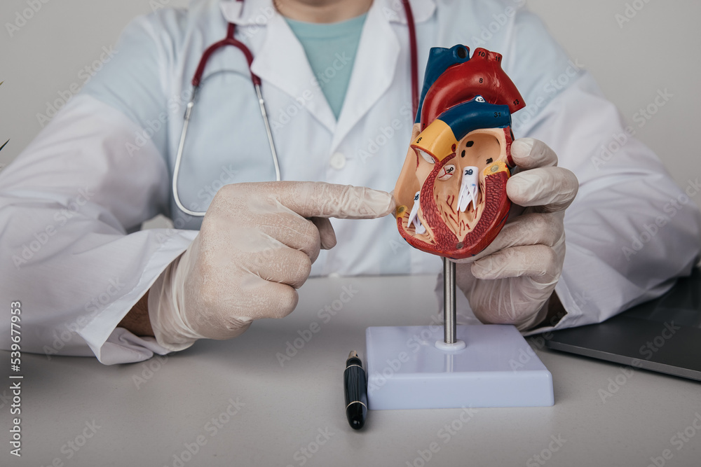 Doctor cardiologist showing anatomical model of human heart close-up ...