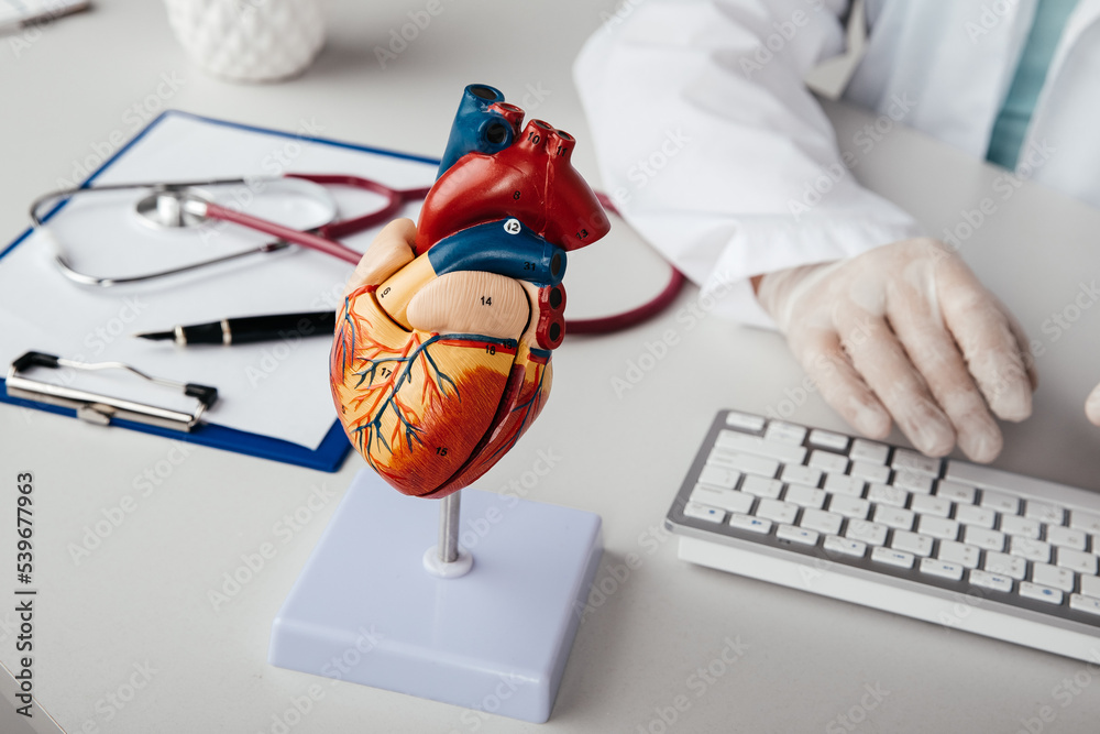 Anatomical model of human heart on a cardiologist's table. Heart ...
