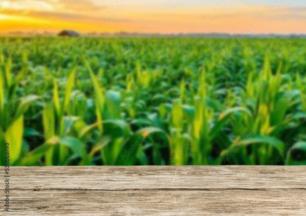 Wooden table top on blur corn field background in evening.Harvest rice ...
