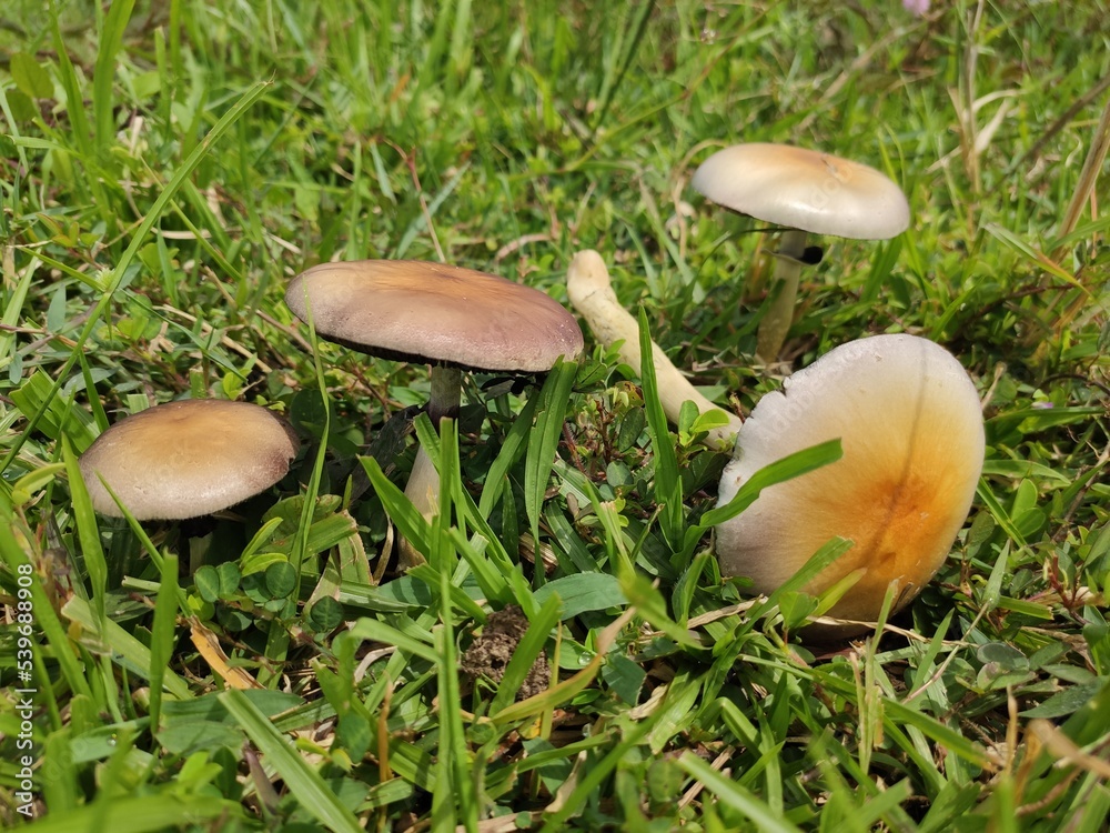 Psilocybe cubensis mushrooms in the grass (magic mushrooms) Stock Photo ...