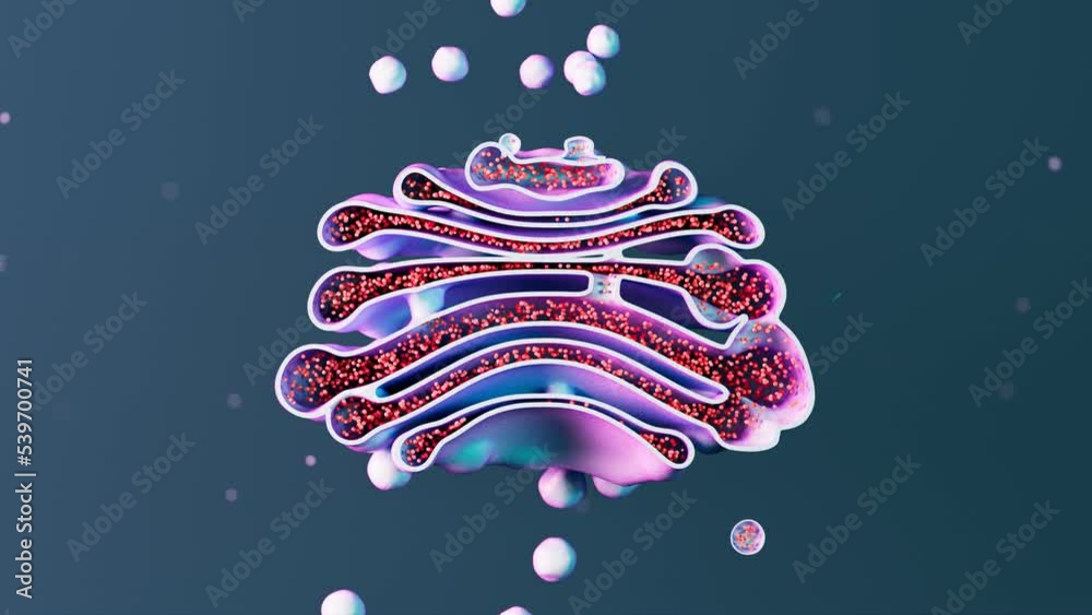 Golgi apparatus 3d animation. Isolated cell organelle. Biology, science ...