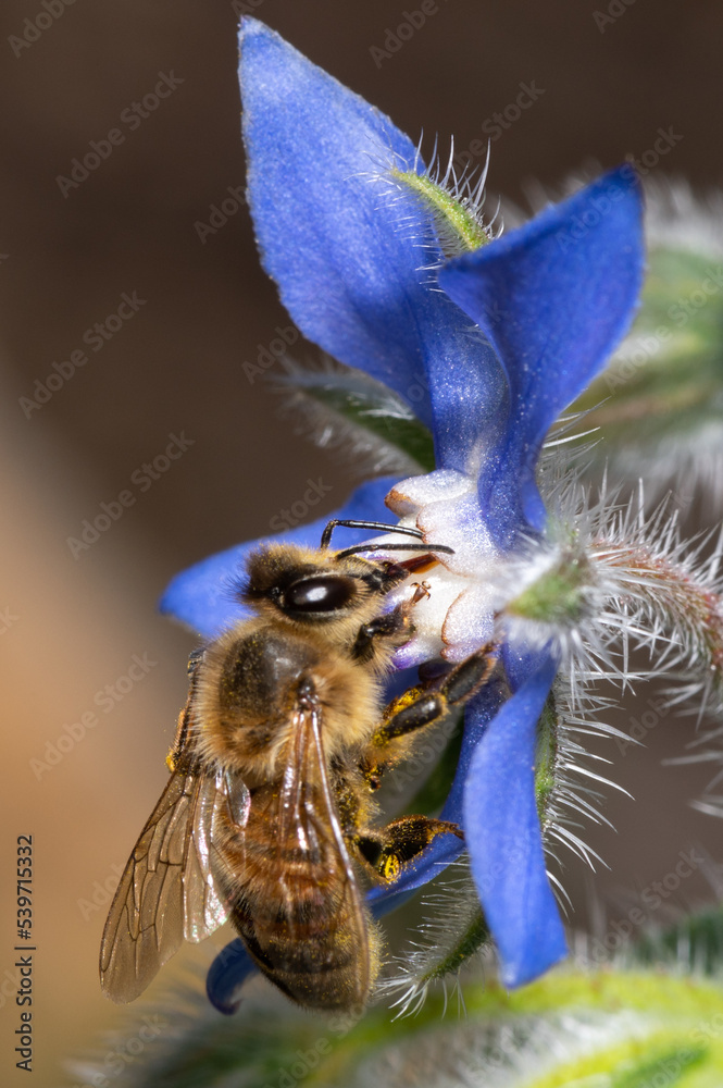 Apis mellifera - Western Honey Bee - Abeille européenne sur Borago ...