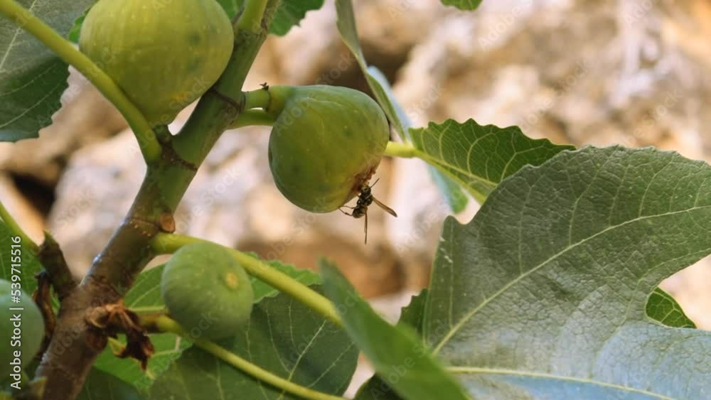 A wasp seen close up feeds on the fruit of a fig tree that grows on its ...