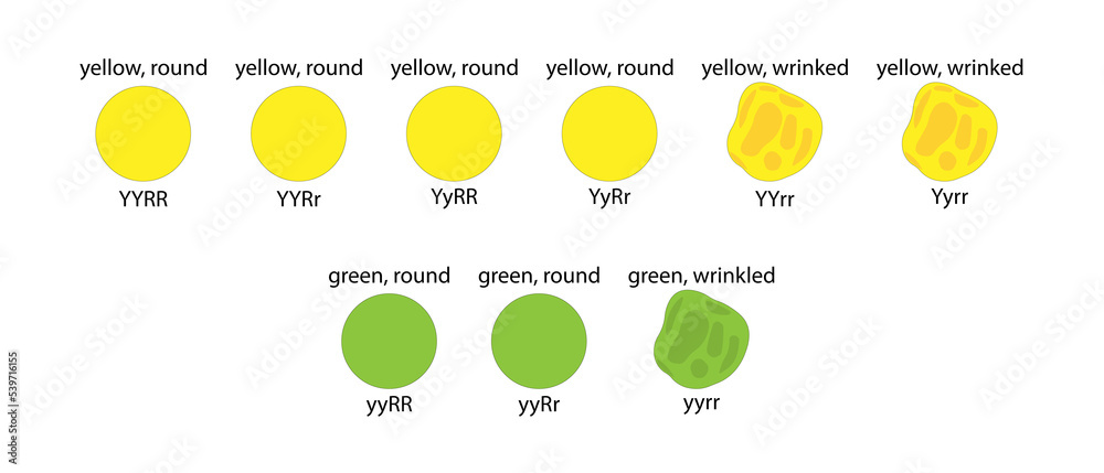 Dihybrid Cross of Pea Plant. The law of independent assortment ...