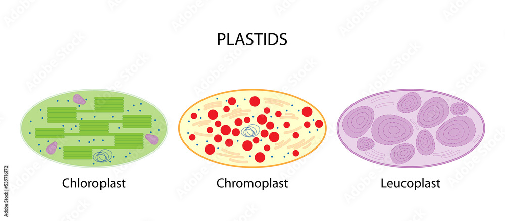 Leucoplast Diagram