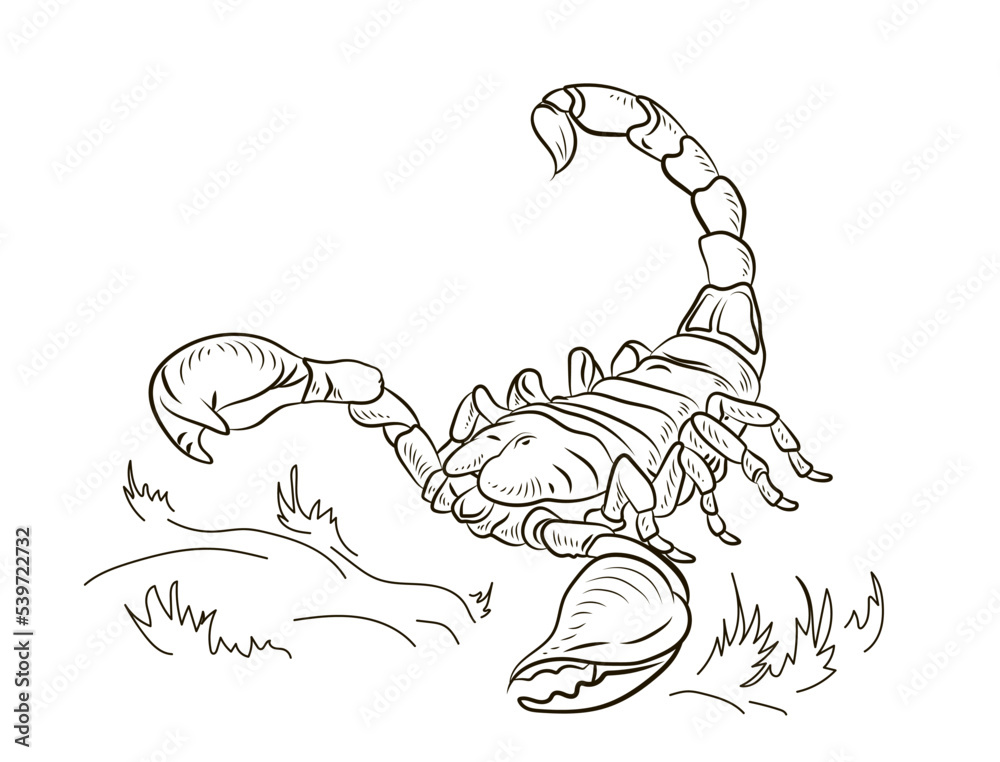 Scorpio, vector image. Black and white drawing, coloring book for ...