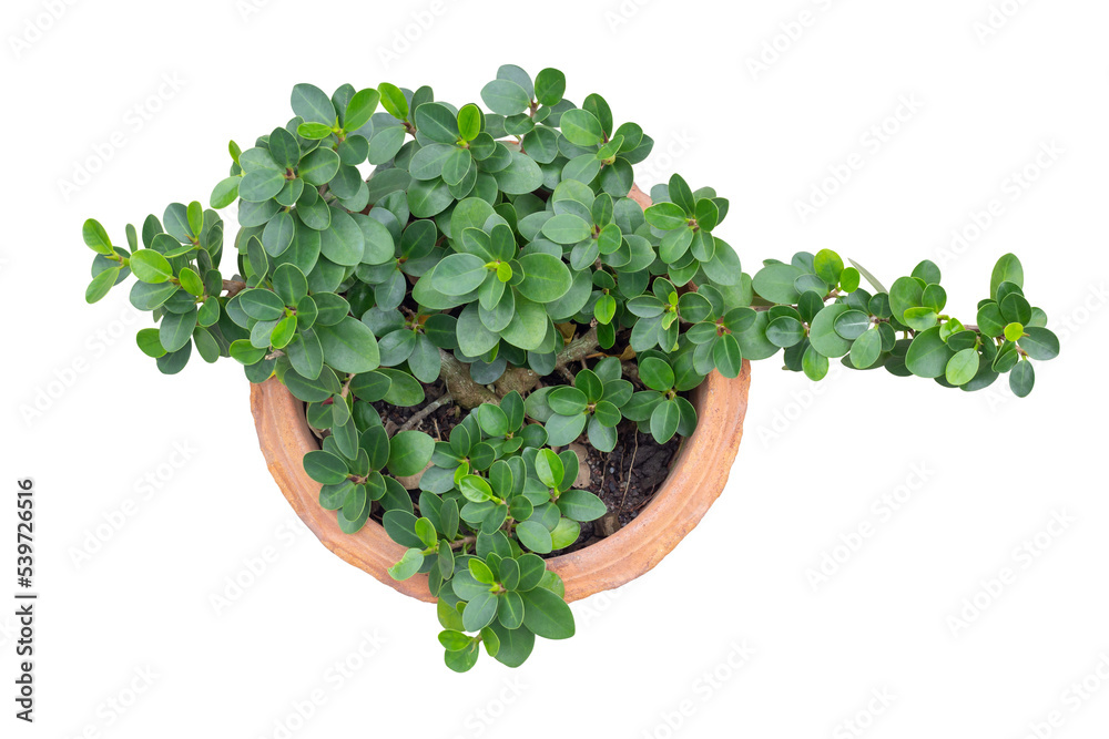 Top view of Ficus microcarpa in pot isolated on white background ...