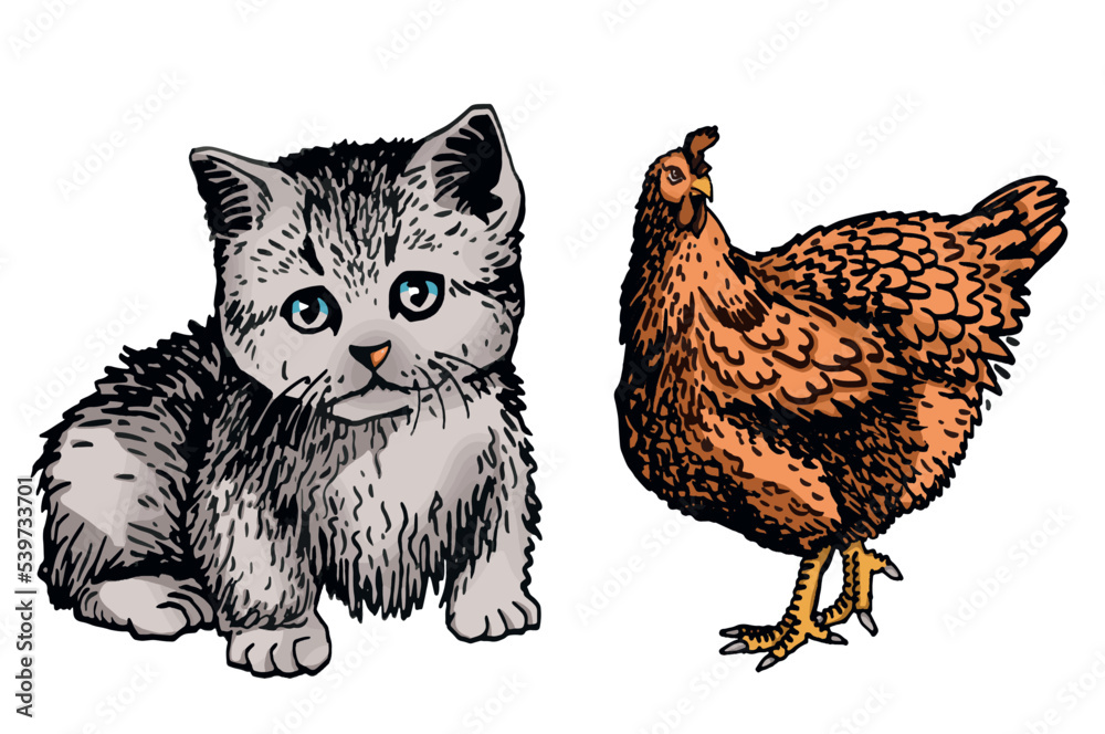 Vector color set of cat and hen,graphical drawing of domestic animals ...
