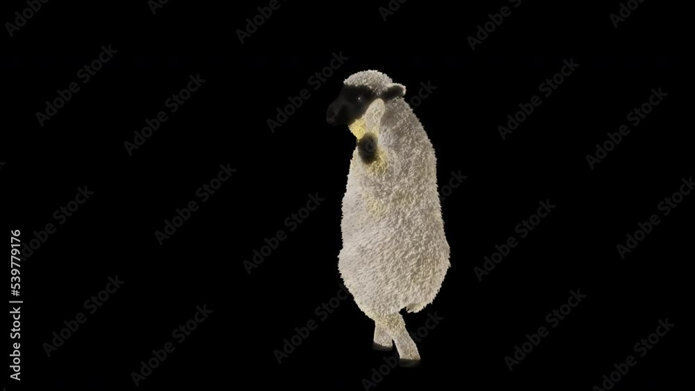 Sheep Dancing, Animal, 3d rendering, Animation Loop, cartoon, included ...