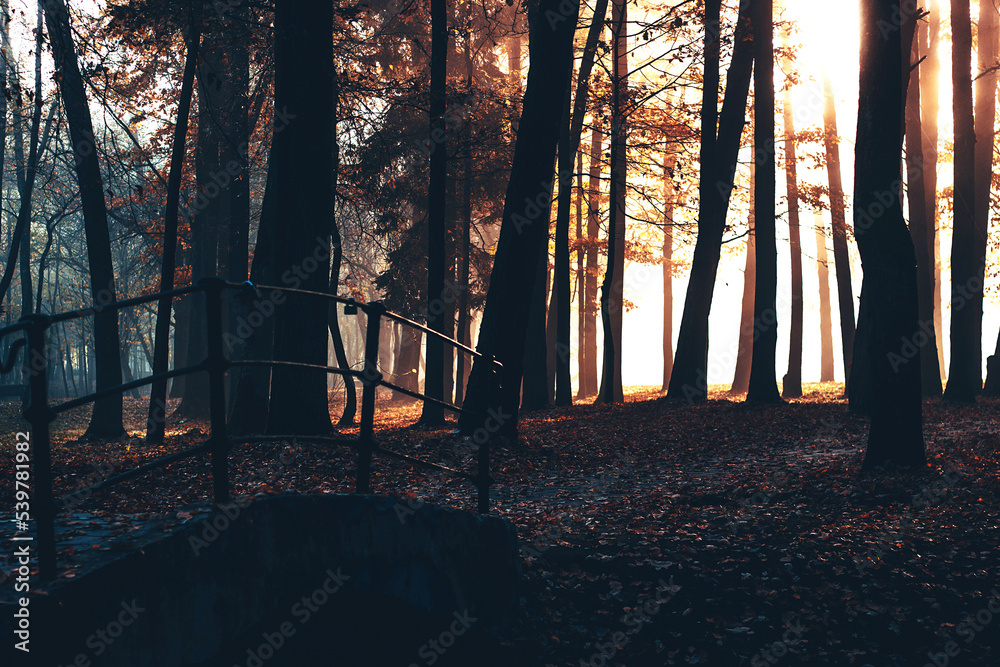 Strangers park. Mysterious fairy forest. Dark fantasy wallpaper ...