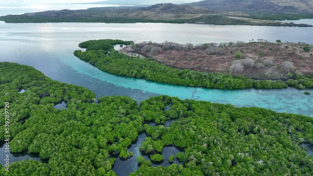 An extensive mangrove forest grows on a remote island in Indonesia ...